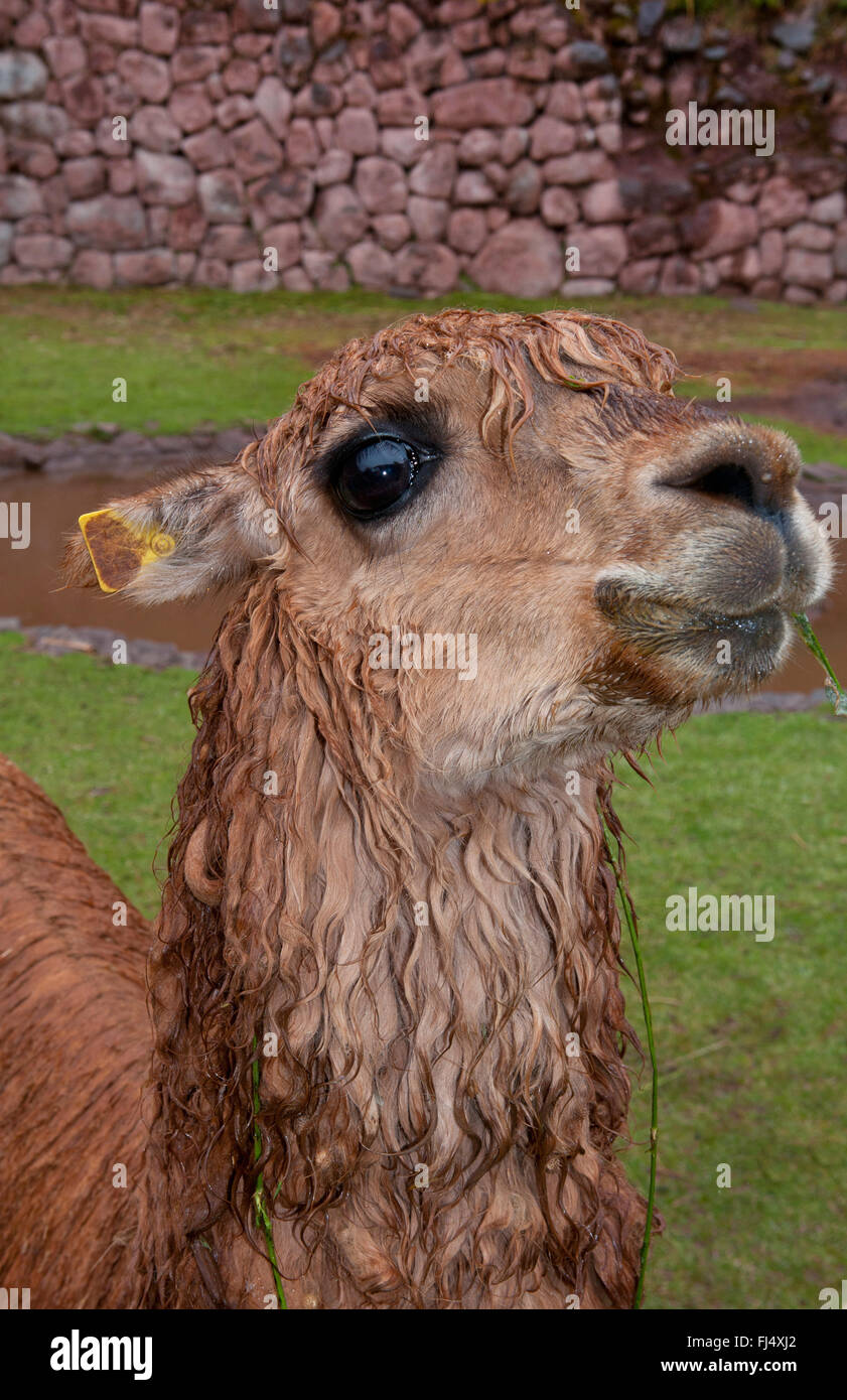 Llama lama glama funny fun hi-res stock photography and images - Alamy
