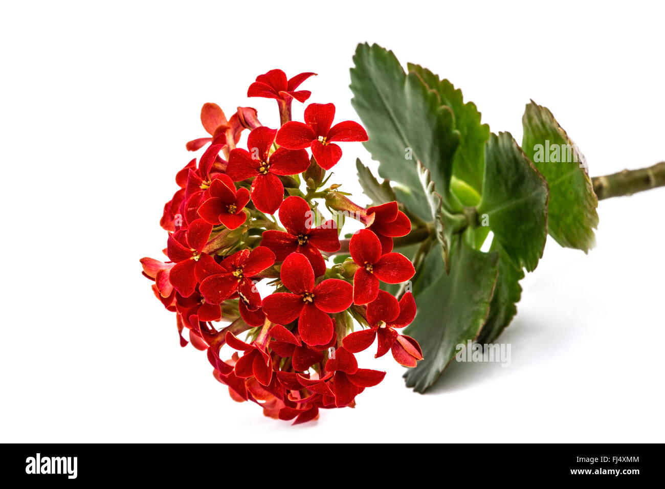 Flower Kalanchoe, tropical succulent, isolated on white background ...