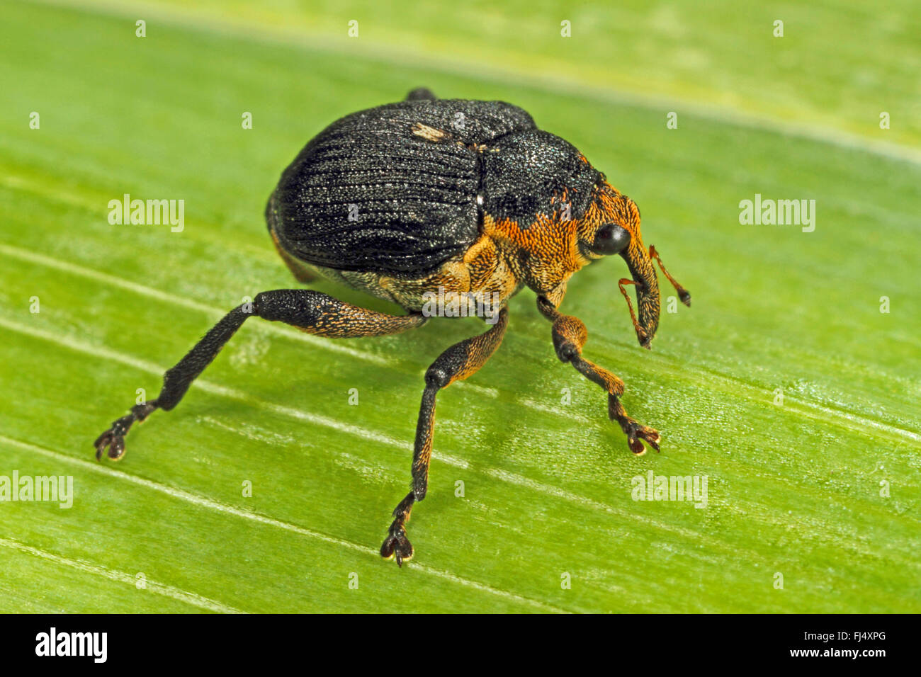 Iris seeds weevil (Mononychus punctumalbum, Mononychus punctum-album ...