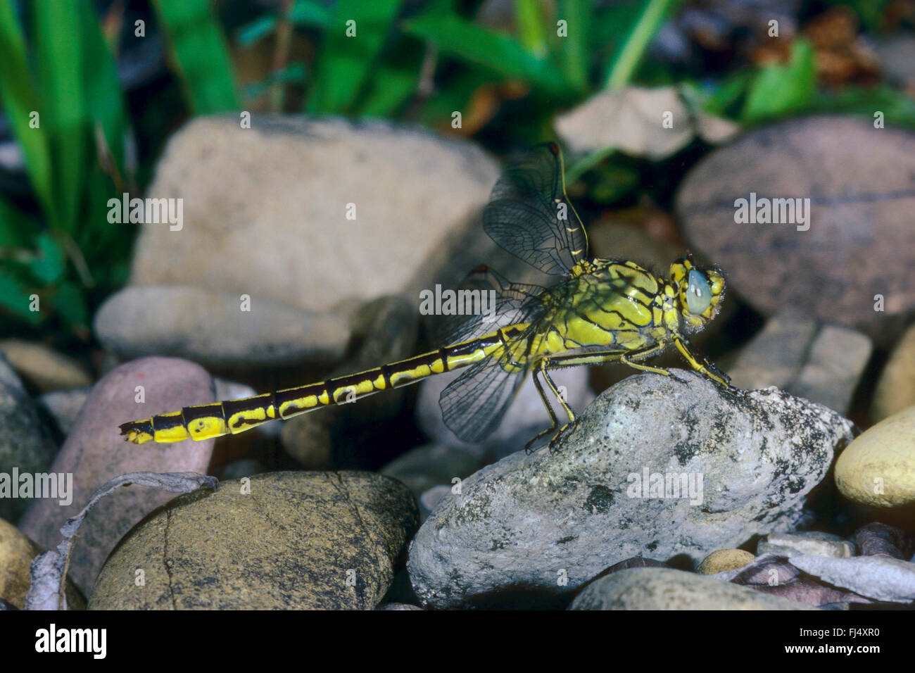 Western European gomphus (Gomphus pulchellus), sits on a stone, Germany ...