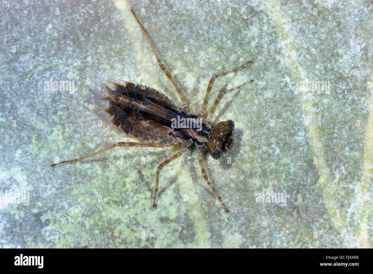 Eastern European sympetrum (Sympetrum depressiusculum), aquatic larva ...