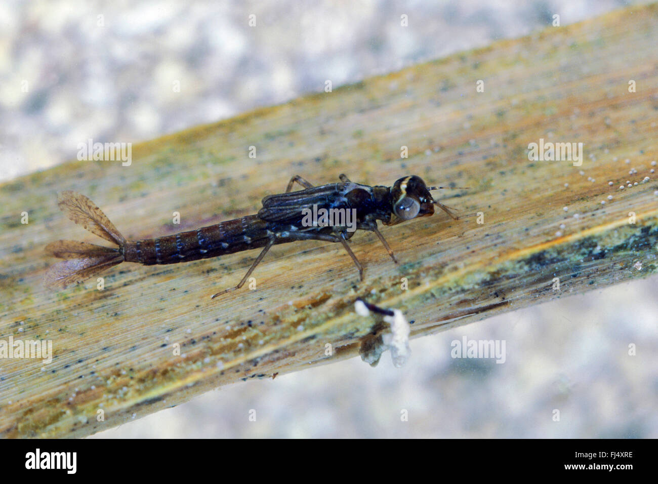 Green damsel (Nehalennia speciosa), aquatic larva, Germany Stock Photo ...