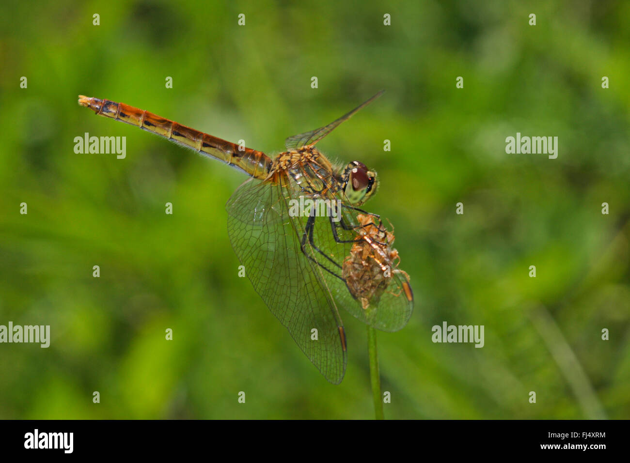Eastern European sympetrum (Sympetrum depressiusculum), female, Germany ...