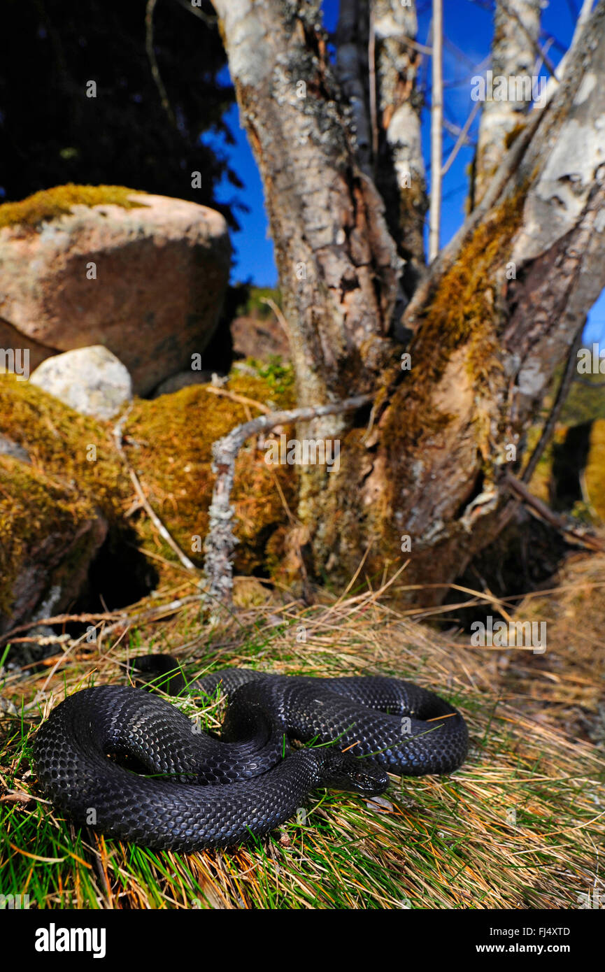 adder, common viper, common European viper, common viper (Vipera berus ...