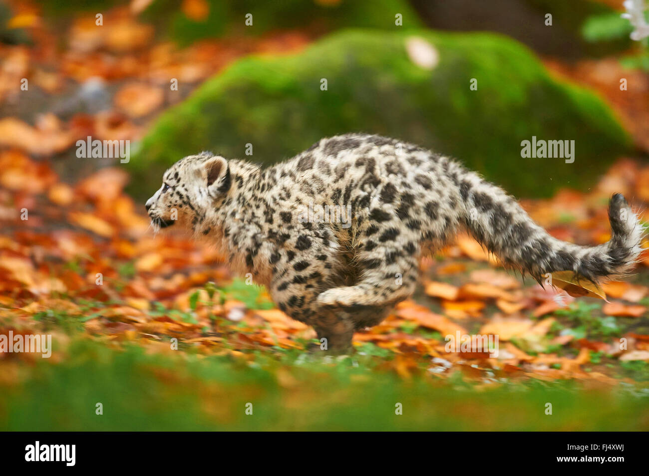 Leopard cub running hi-res stock photography and images - Alamy