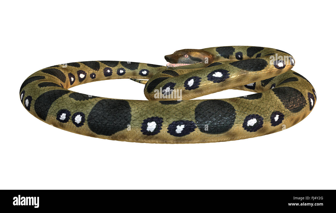 Water boa (eunectes murinus) hi-res stock photography and images - Alamy