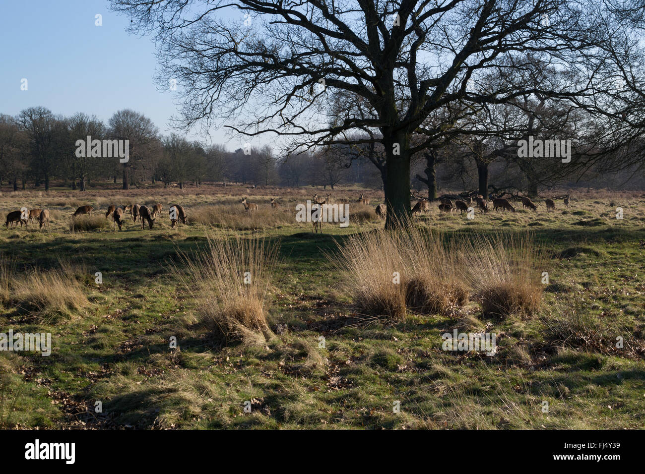Richmond Park, London, Deer Stock Photo - Alamy