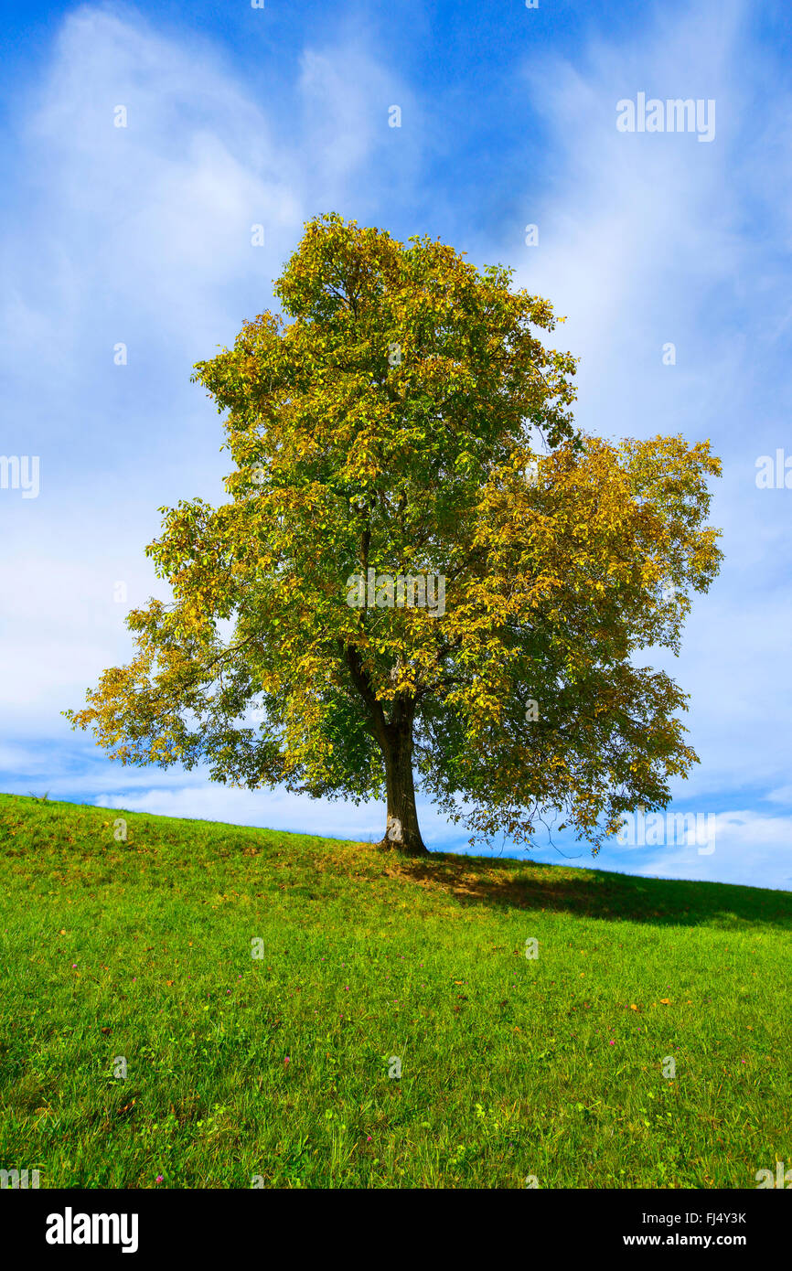 walnut (Juglans regia), in a sunny meadow, Switzerland Stock Photo - Alamy