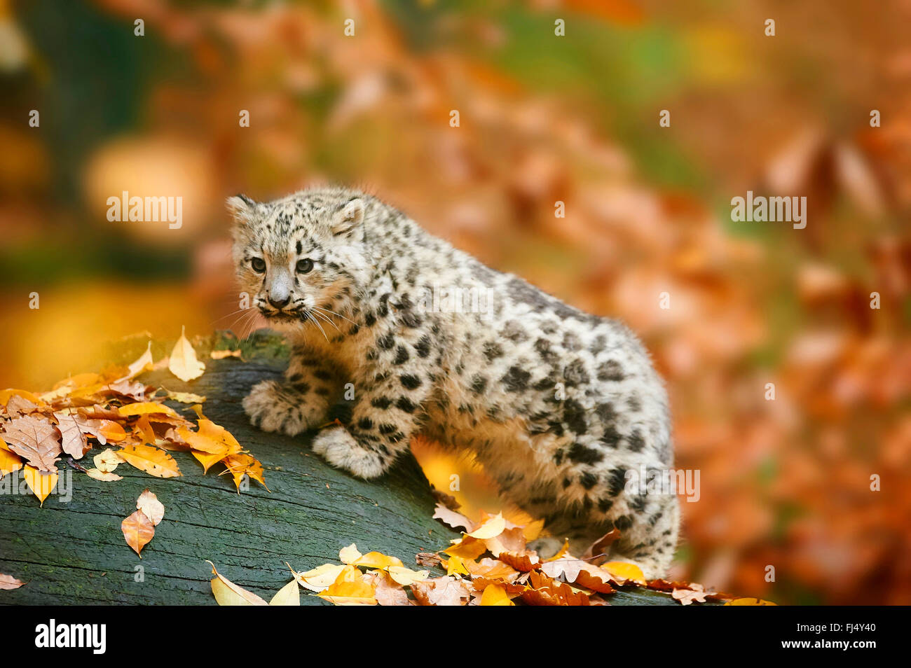 snow leopard (Uncia uncia, Panthera uncia), cub standing in autumn on a ...