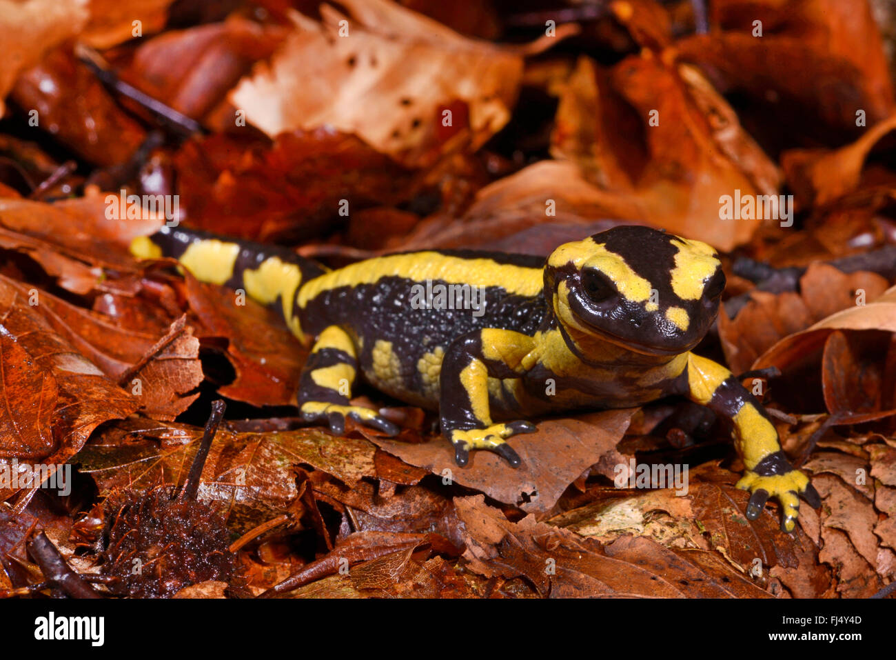 European fire salamander (Salamandra salamandra, Salamandra salamandra ...