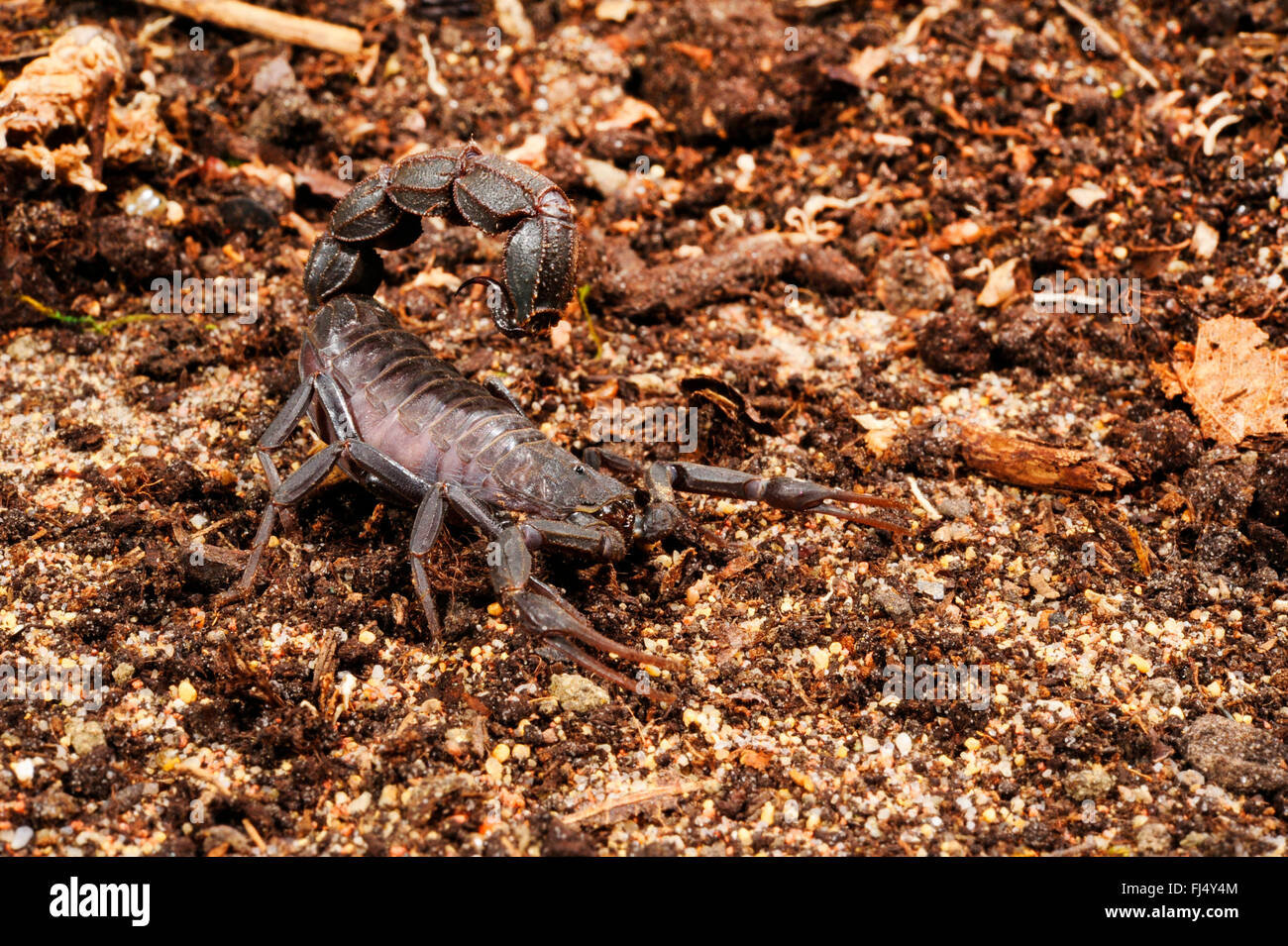 Fattailed scorpion, Fat-tailed scorpion (Androctonus mauritanicus ...