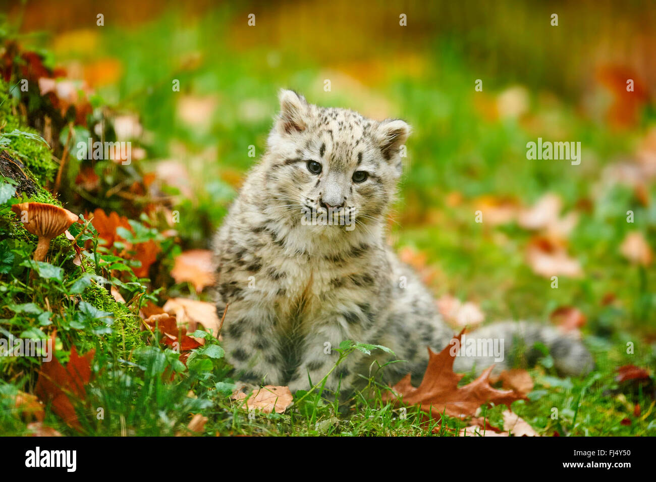 snow leopard (Uncia uncia, Panthera uncia), cub sitting in a meadow in ...