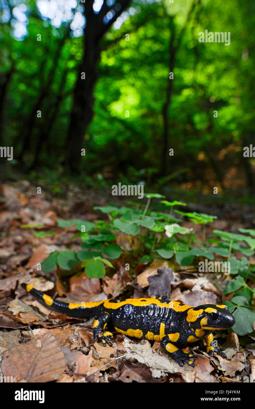 Fire salamander crawling on hi-res stock photography and images - Alamy