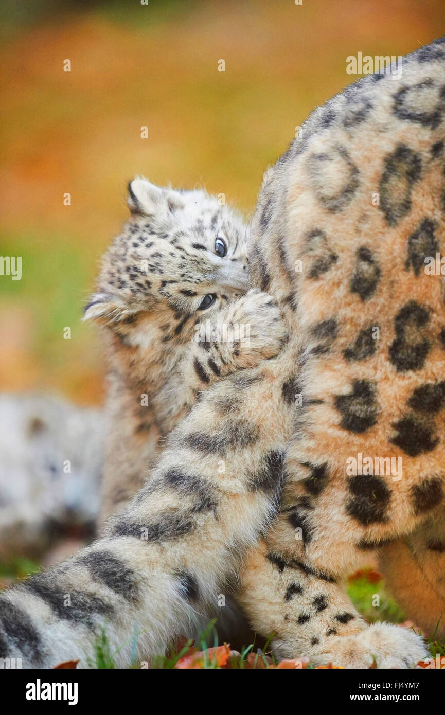 snow leopard (Uncia uncia, Panthera uncia), cub playing with the tail ...