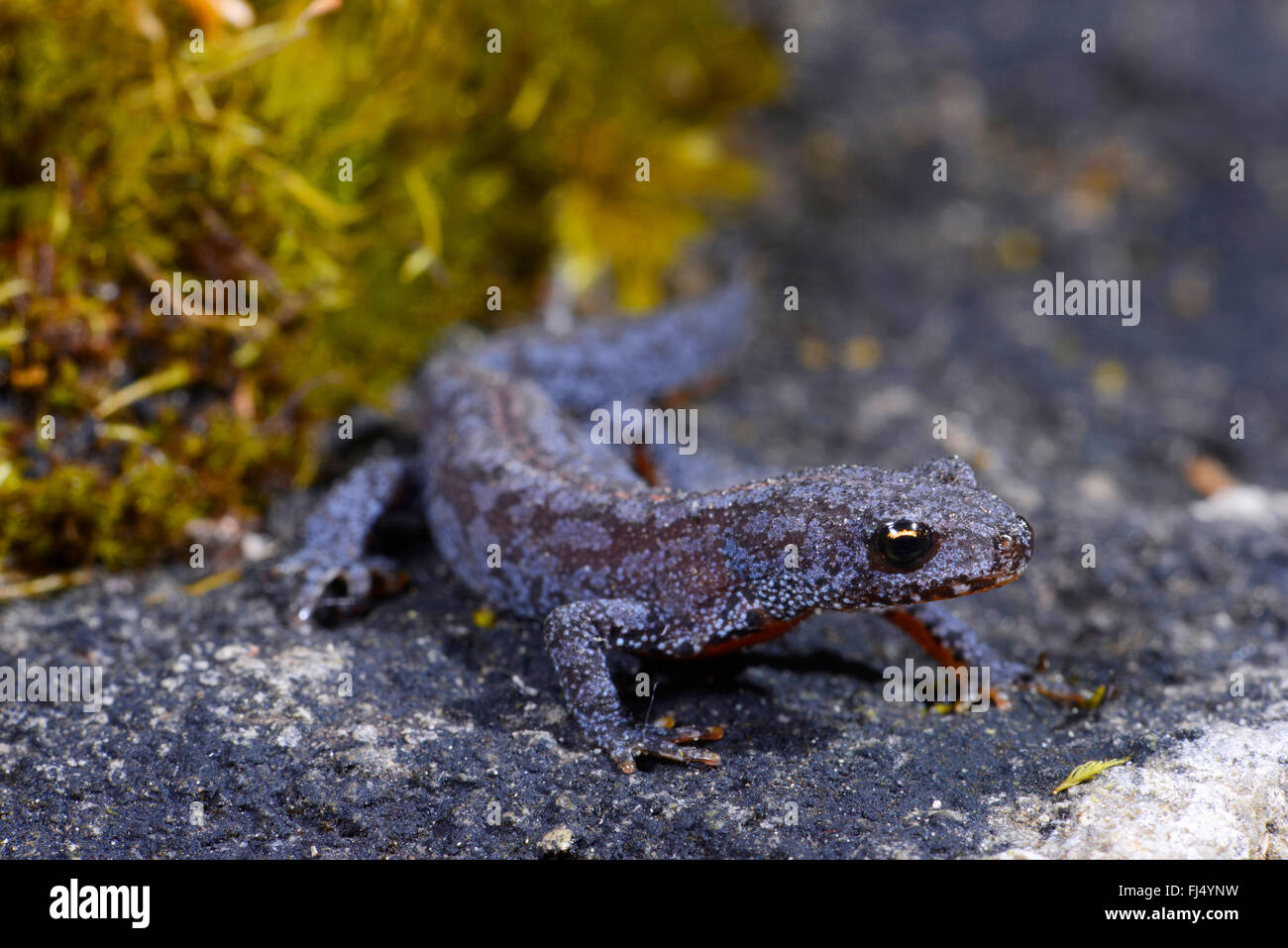 alpine newt (Triturus alpestris, Ichthyosaura alpestris, Mesotriton ...