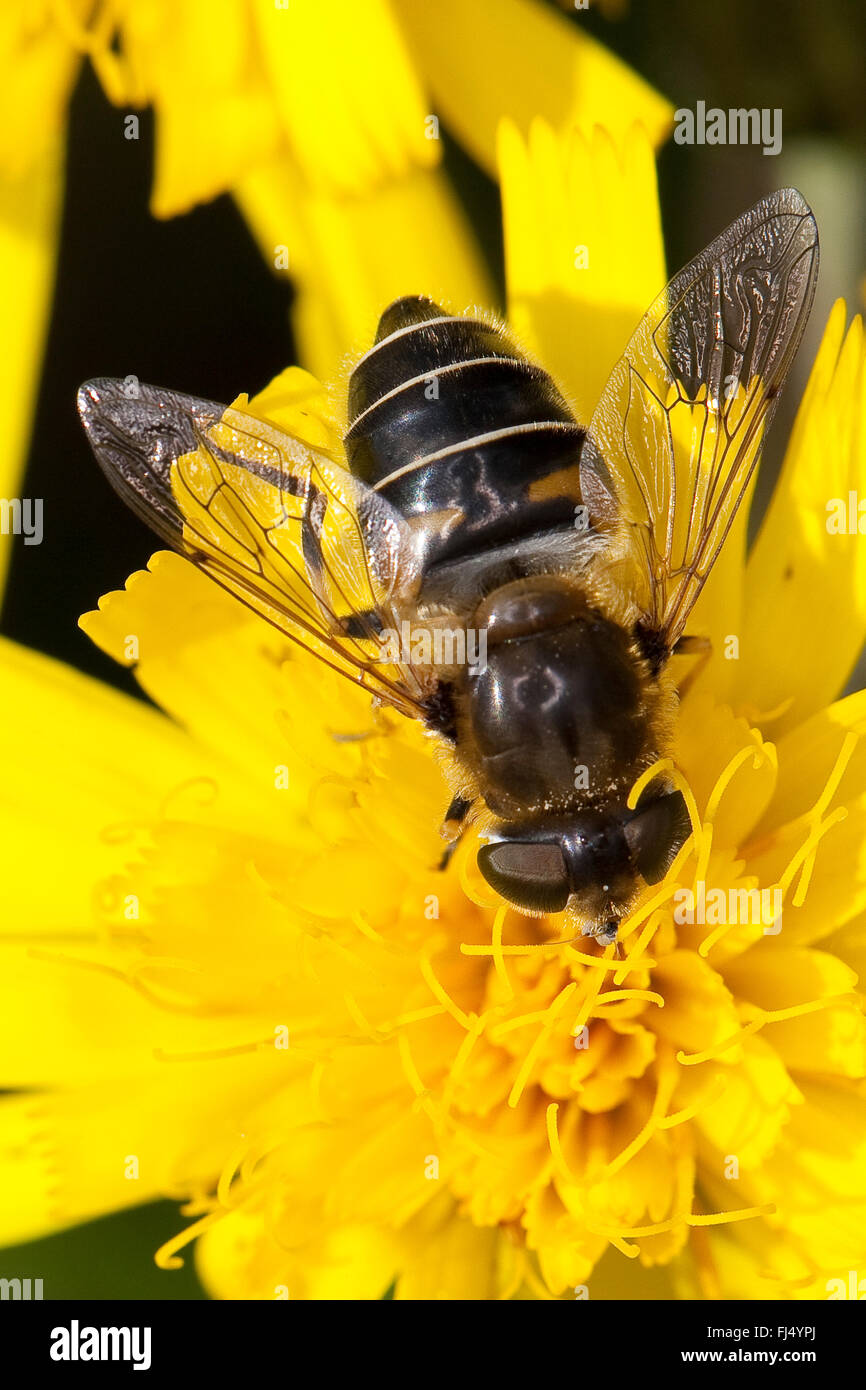 hoverfly (Eristalis interrupta, Eristalis interruptus), female on a ...