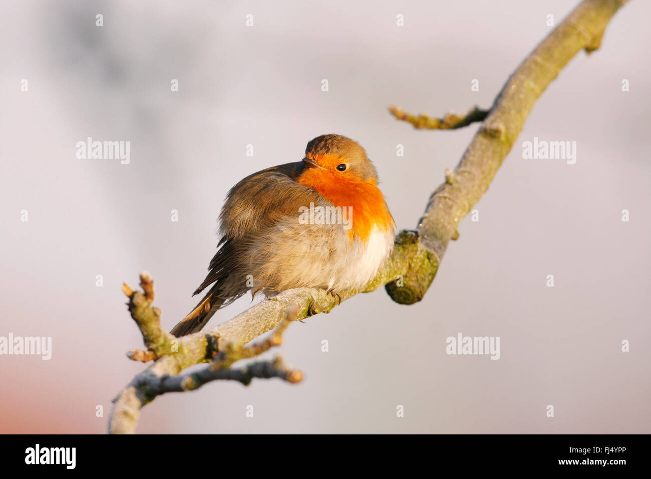 On a twig in winter in morning light hi-res stock photography and ...