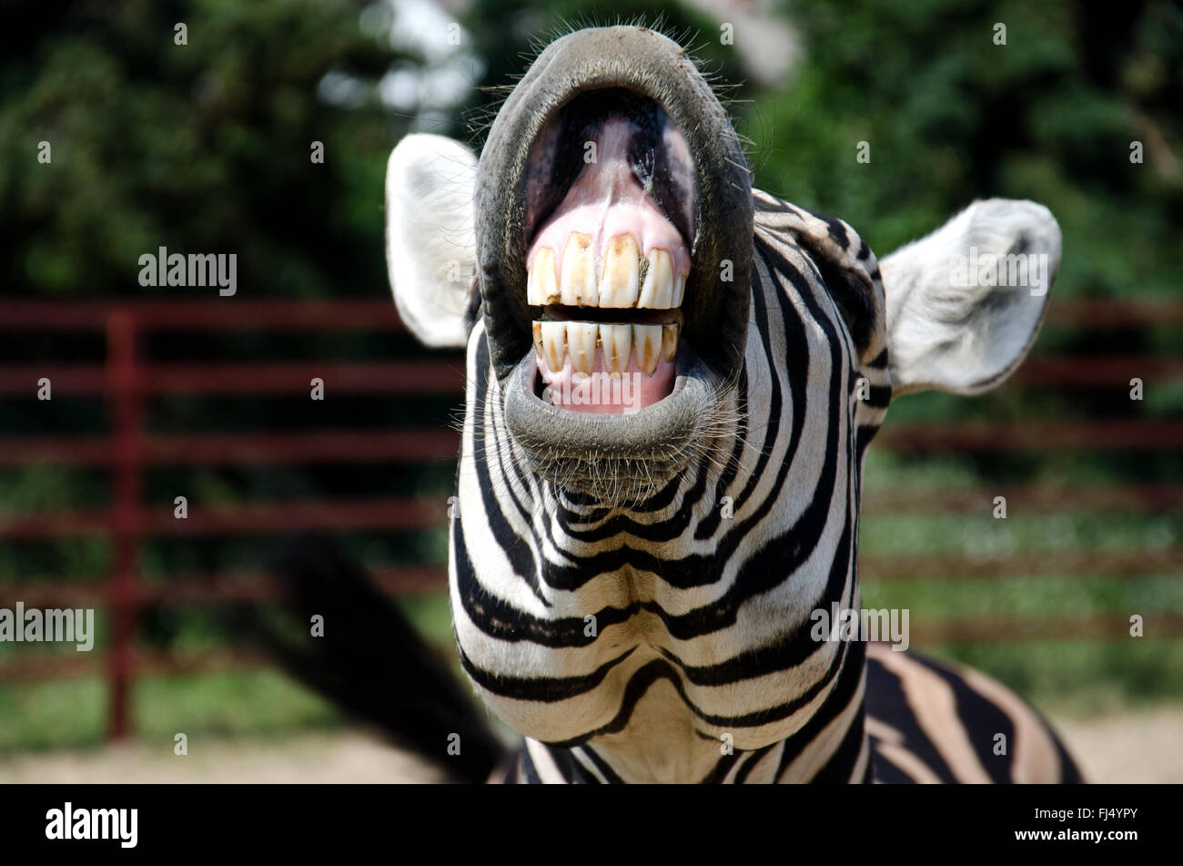Zebra smile and teeth Stock Photo - Alamy