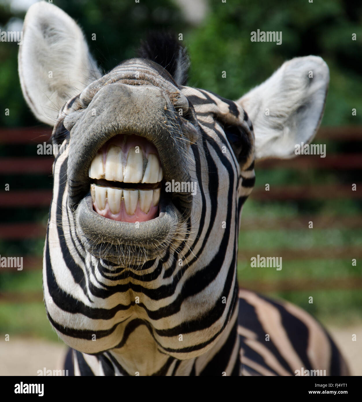 Zebra Teeth