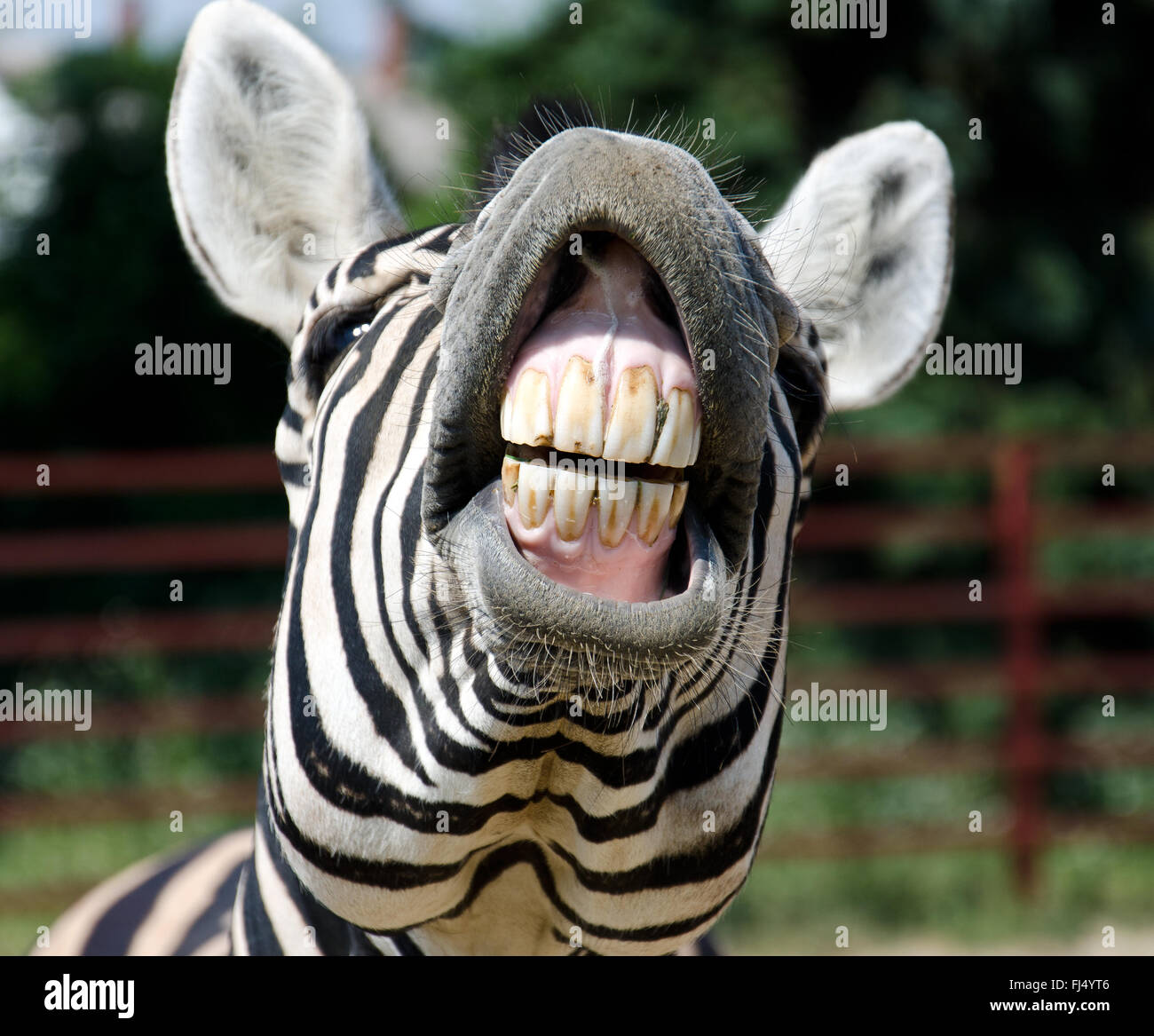 Zebra smile and teeth Stock Photo - Alamy
