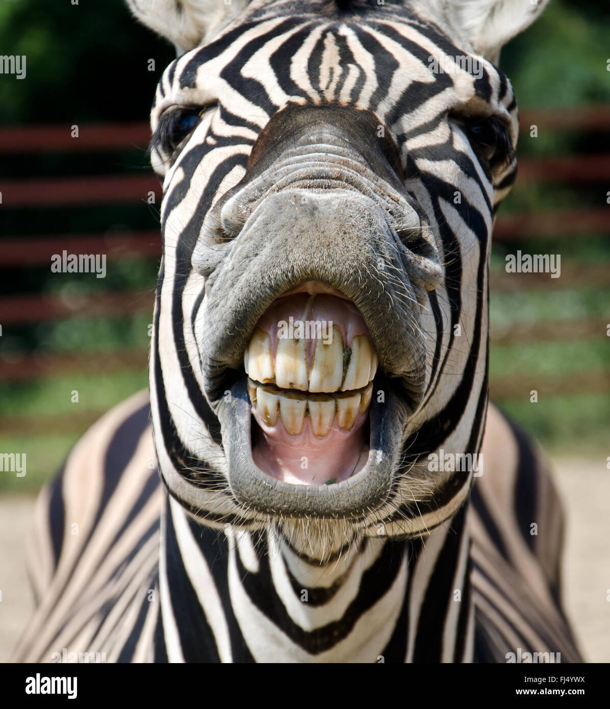 Smiling Zebra