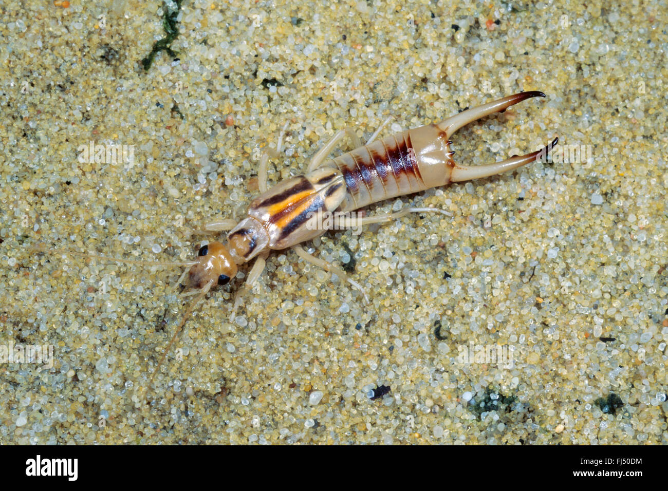 Tawny earwig, Giant earwig (Labidura riparia), on sandy ground, Germany ...
