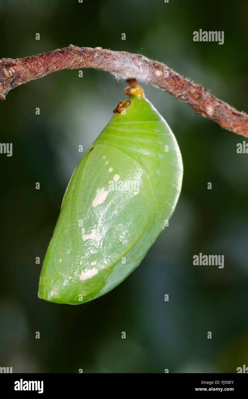 Two-tailed Pasha, Foxy Emperor (Charaxes jasius), pupa Stock Photo - Alamy