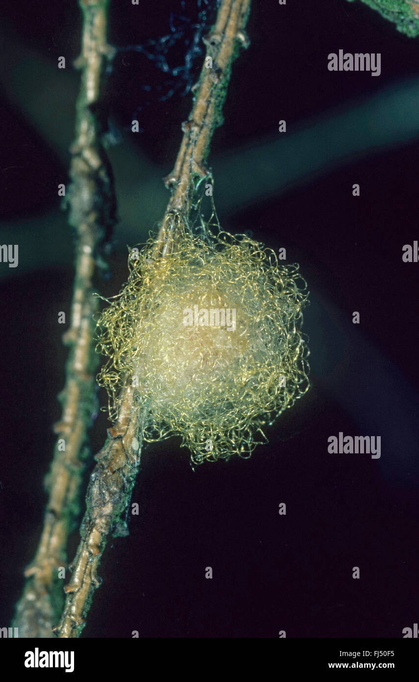 Spider Cocoon Stock Photos & Spider Cocoon Stock Images - Alamy