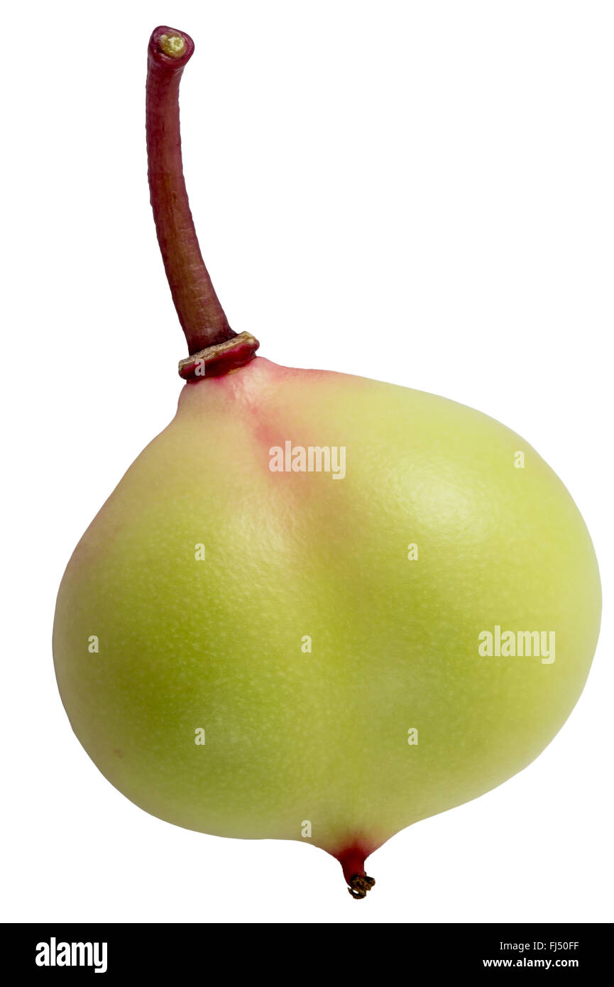 Young stage of 'Luna Nut' fruit isolated on white background and ...