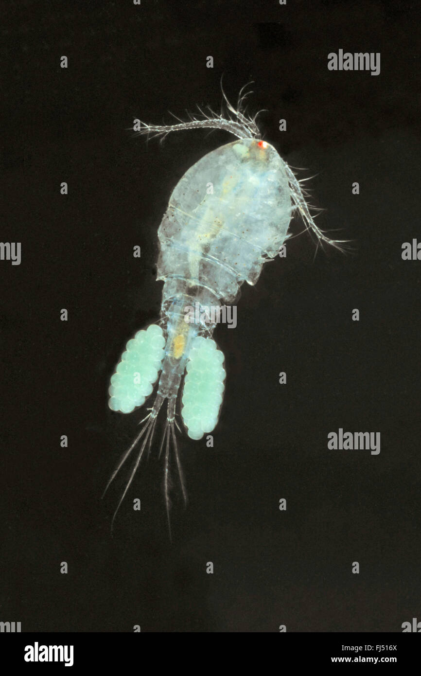 Cyclops copepod hi-res stock photography and images - Alamy
