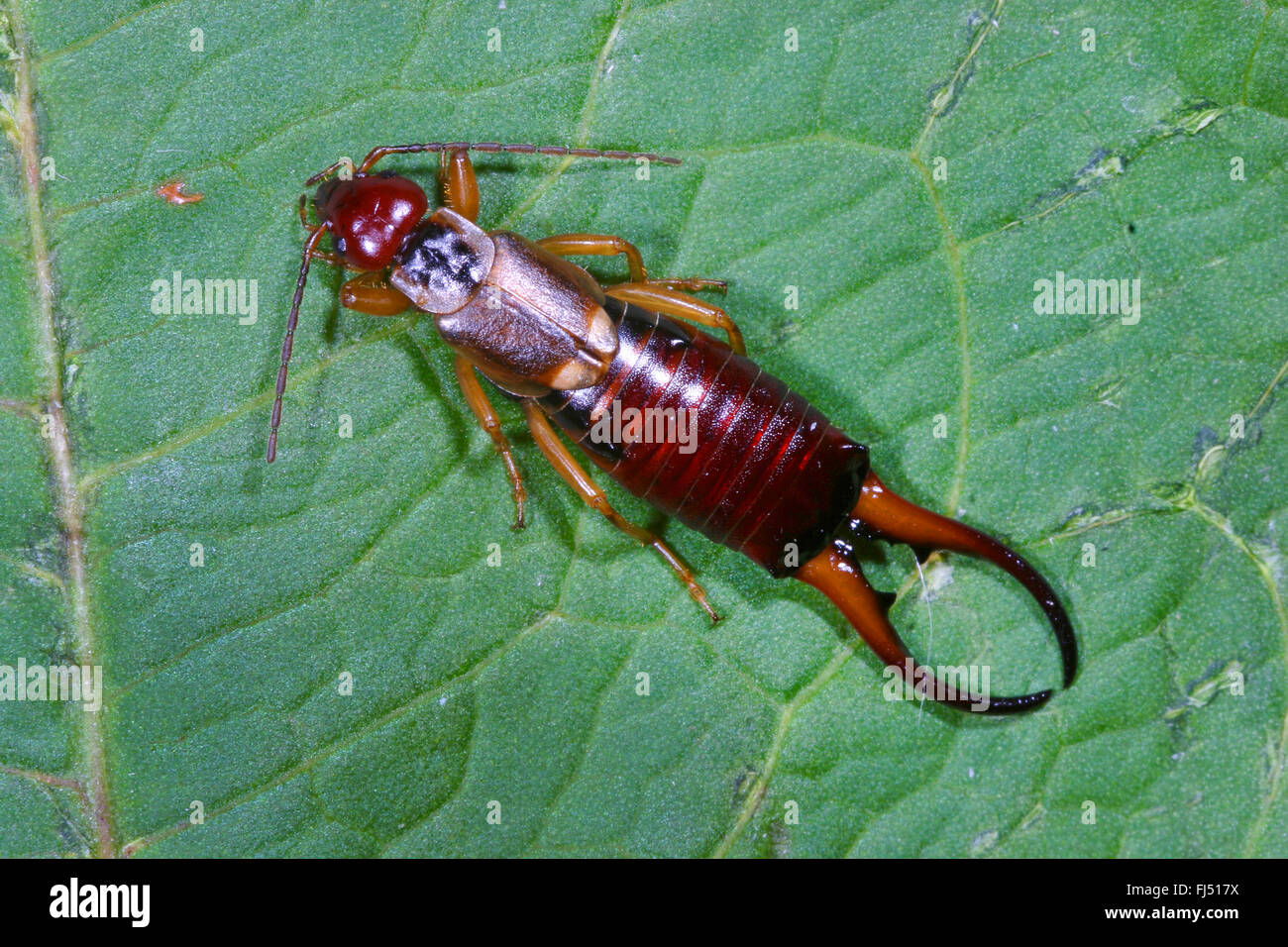 common earwig, European earwig (Forficula auricularia), male with long ...