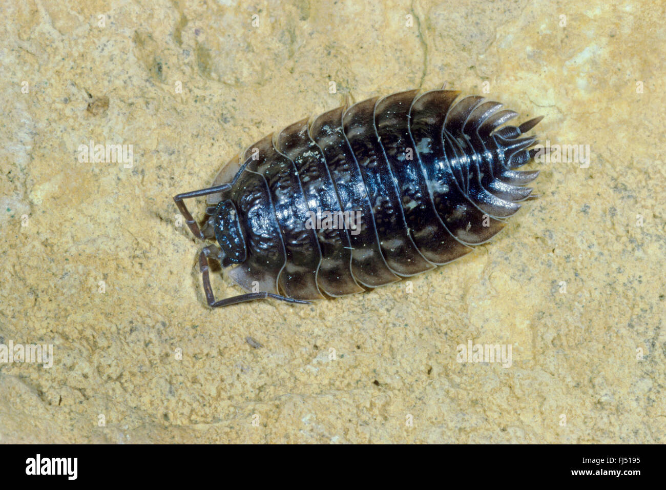 Sowbug hi-res stock photography and images - Alamy