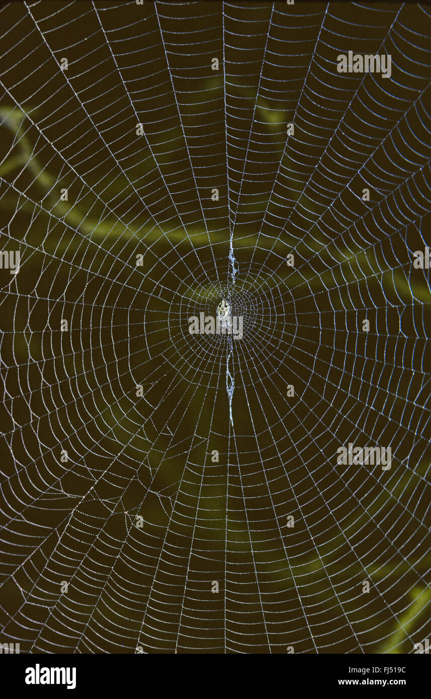 Trashline orbweaver (Cyclosa conica), female in web, spider of the year ...