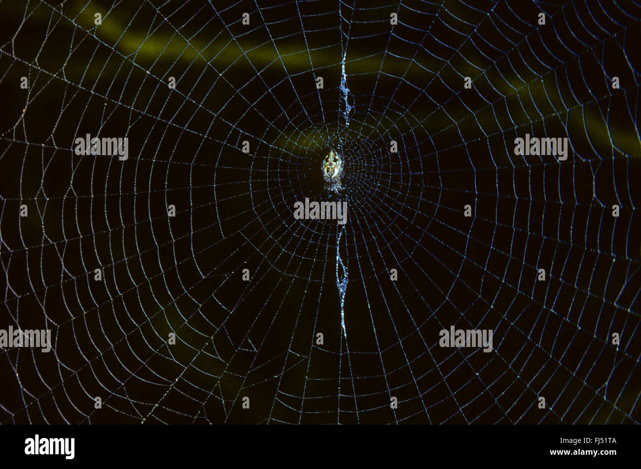 Trashline orbweaver (Cyclosa conica), female in web, spider of the year ...