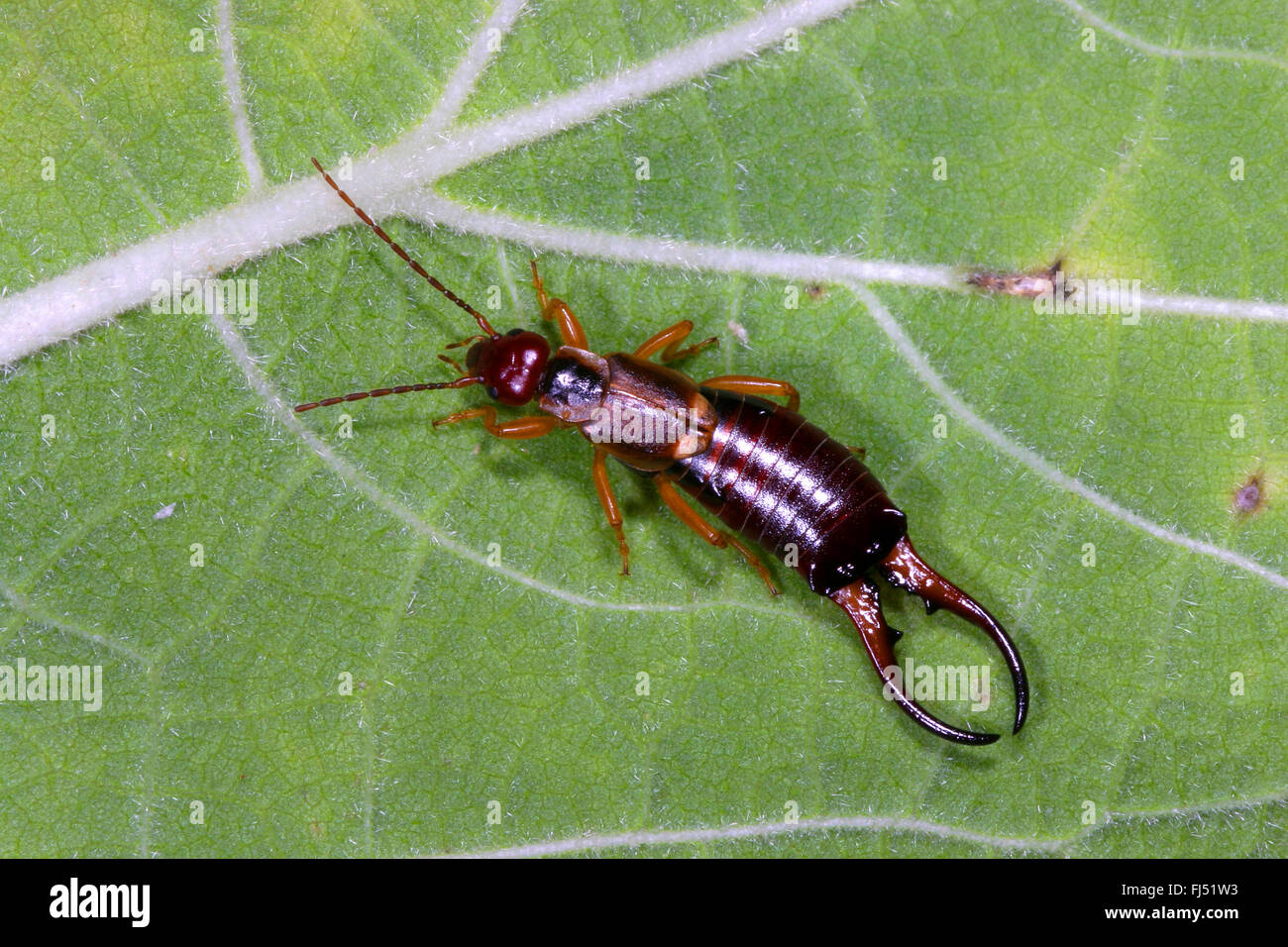 common earwig, European earwig (Forficula auricularia), male with long ...