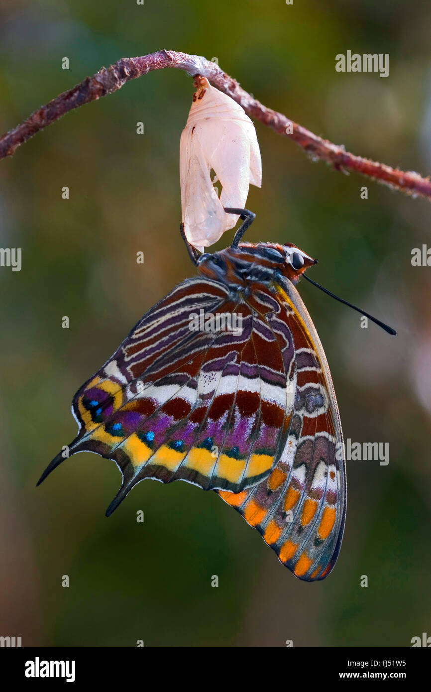 Two-tailed Pasha, Foxy Emperor (Charaxes jasius), just hatched from ...