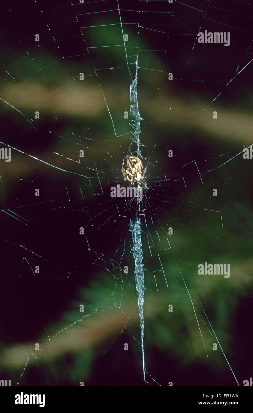 Trashline orbweaver (Cyclosa conica), female in web, spider of the year ...