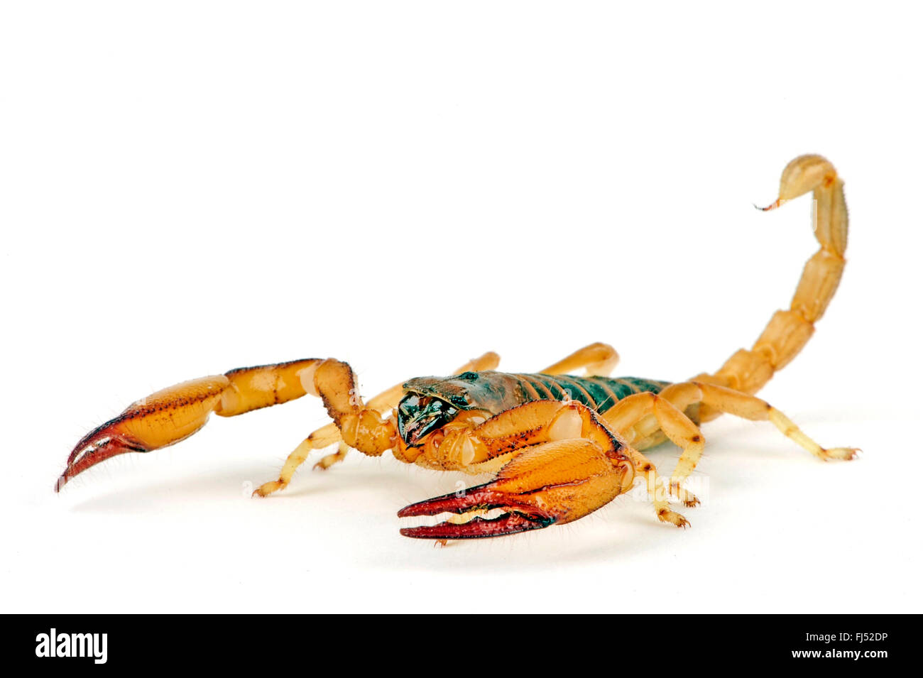 African yellow leg scorpion opistophthalmus carinatus hi-res stock ...