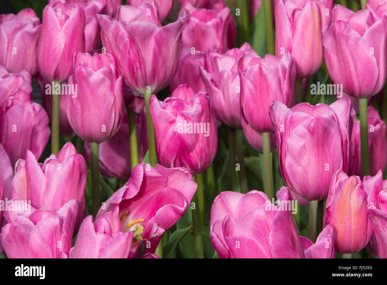 Malvern rhs festival 2015 hi-res stock photography and images - Alamy