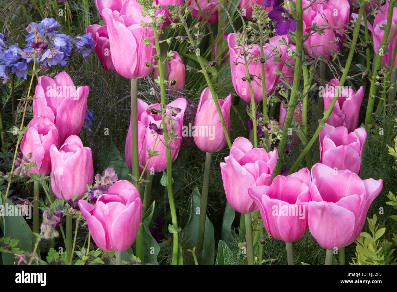 Malvern rhs festival 2015 hi-res stock photography and images - Alamy