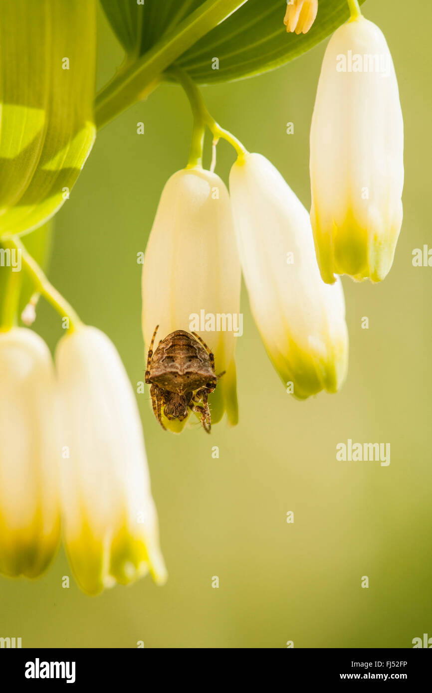 angular solomon's seal (Polygonatum odoratum), with spider, Germany ...