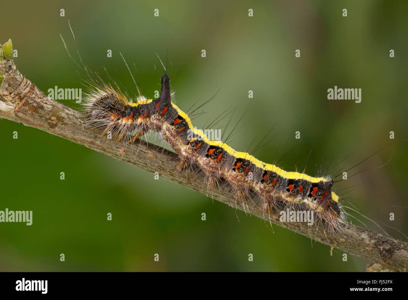 Dagger moth hi-res stock photography and images - Alamy