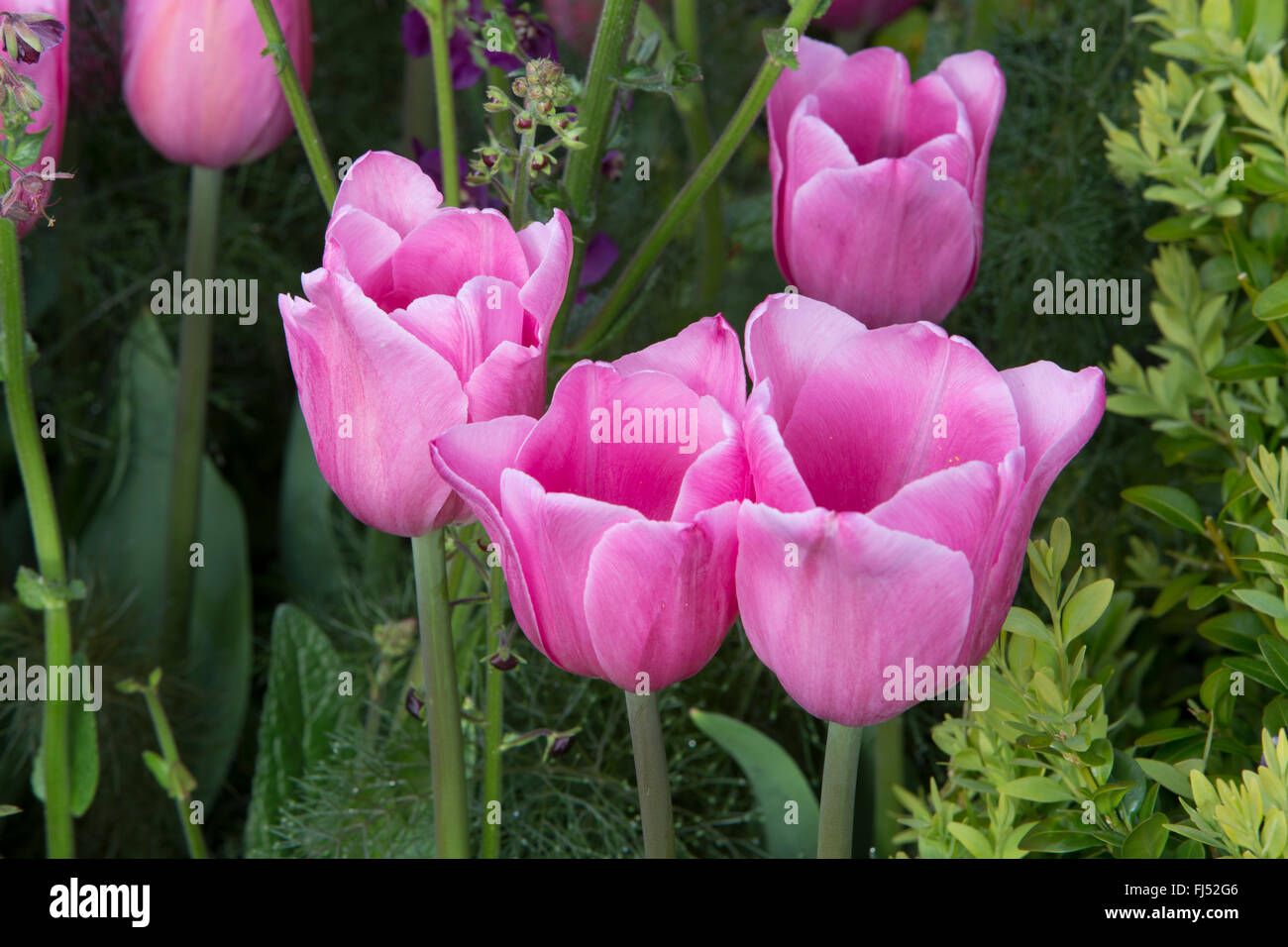Malvern rhs festival 2015 hi-res stock photography and images - Alamy