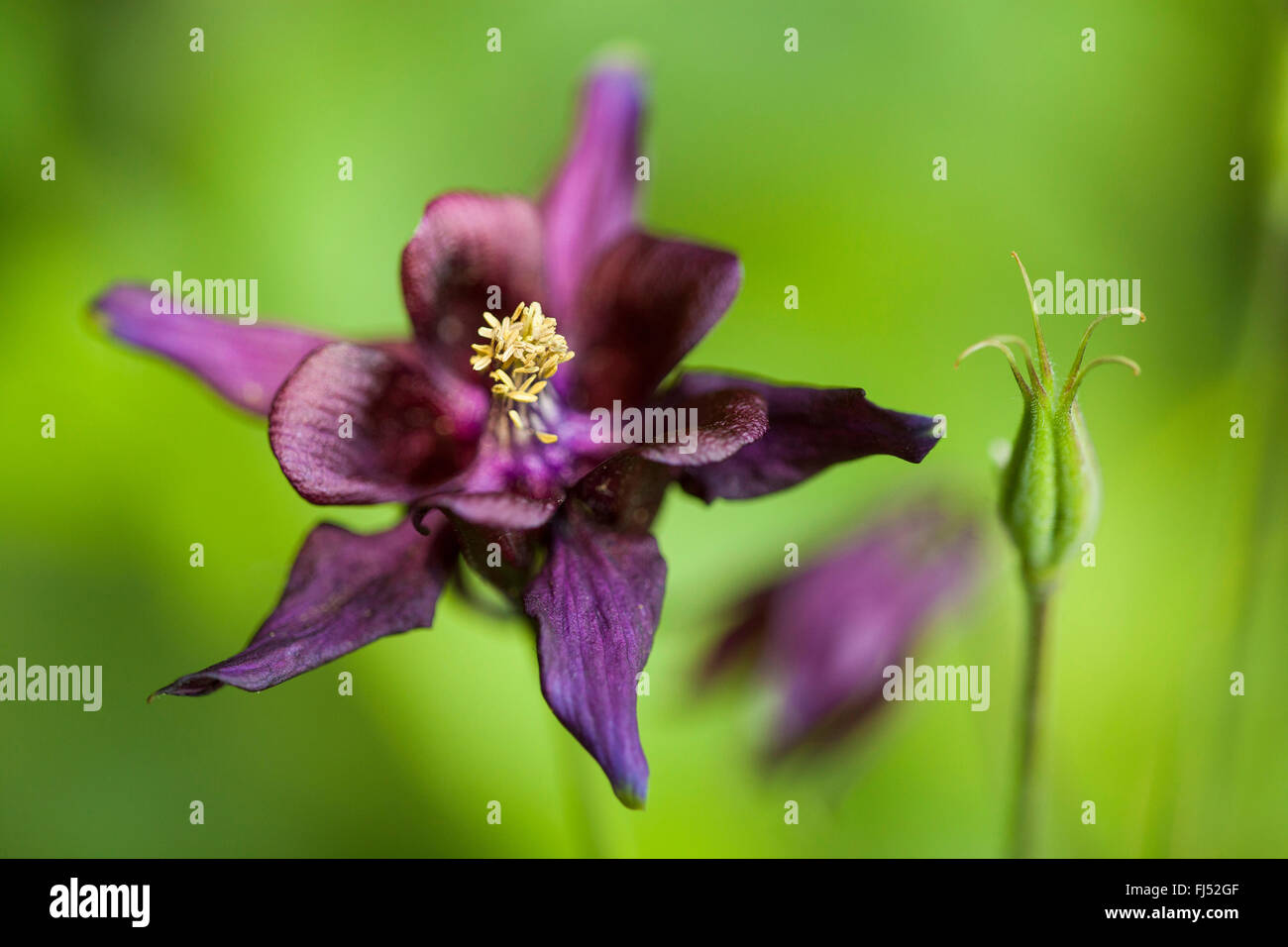 European columbine (Aquilegia vulgaris), flower, Germany, Baden ...