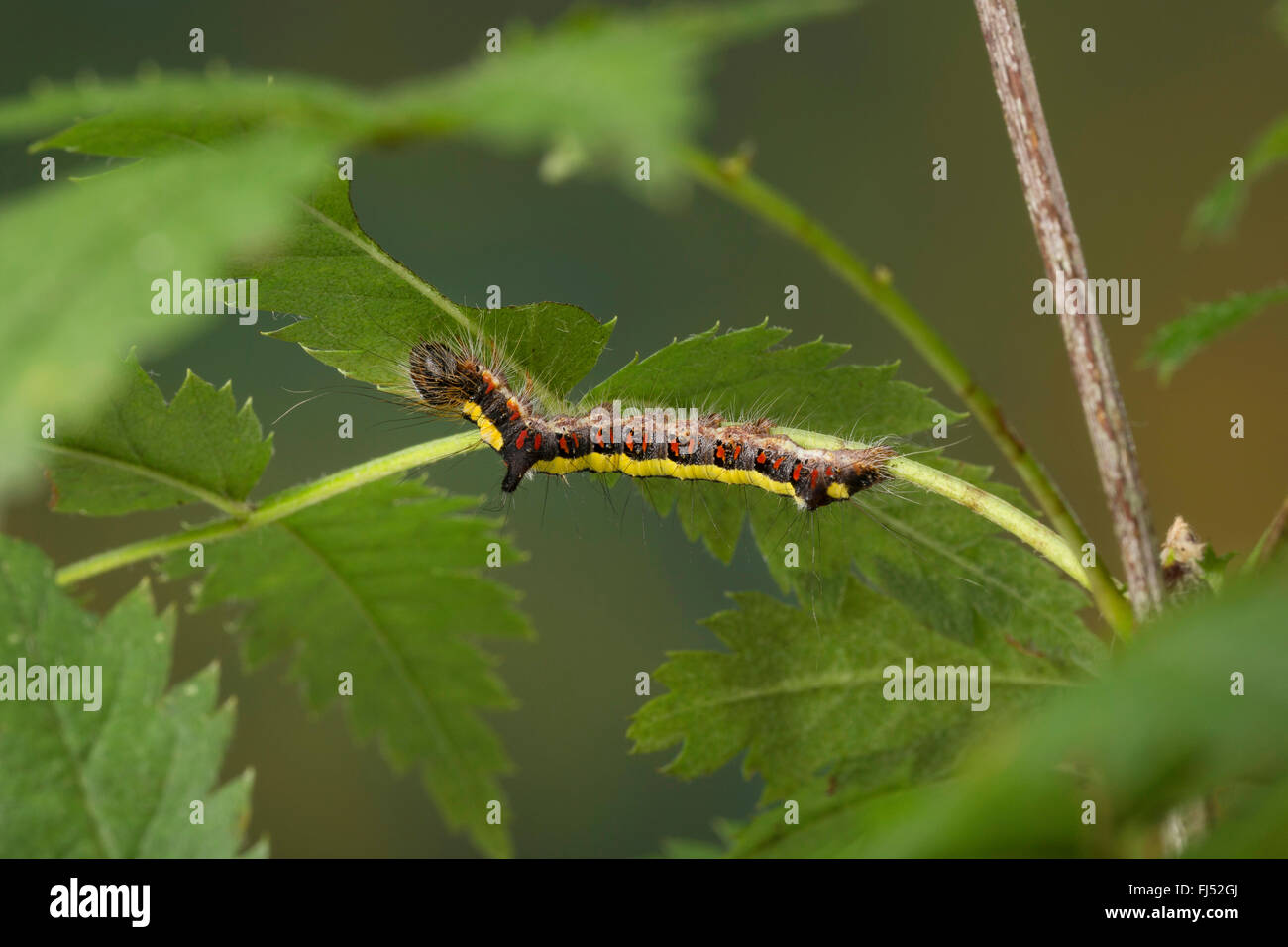 Grey dagger, Grey dagger moth (Acronicta psi, Acronycta psi, Apatele ...