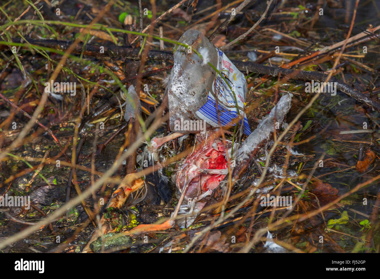Dead mallard hi-res stock photography and images - Alamy