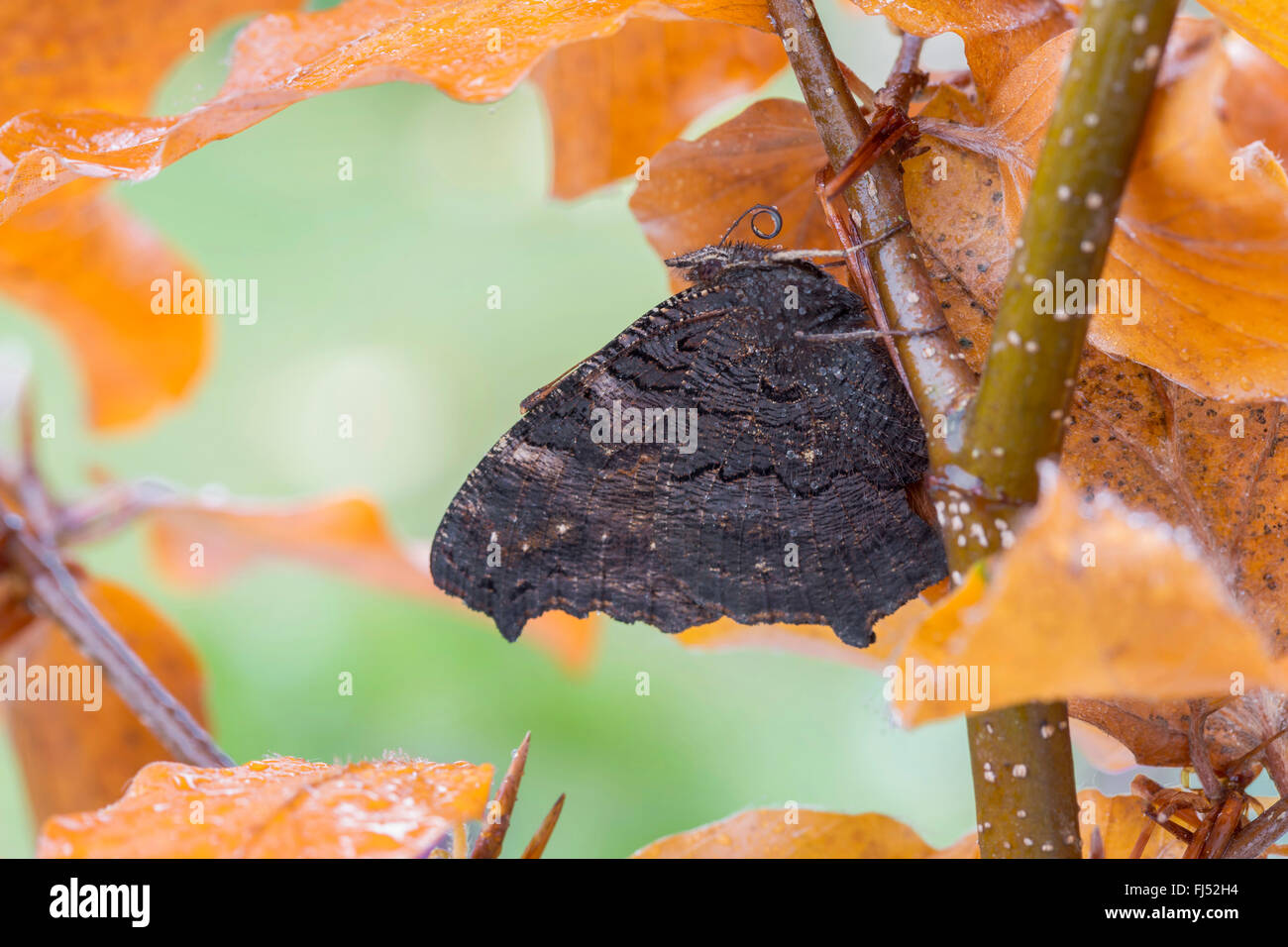 Peacock butterfly, European Peacock (Inachis io, Nymphalis io), at ...