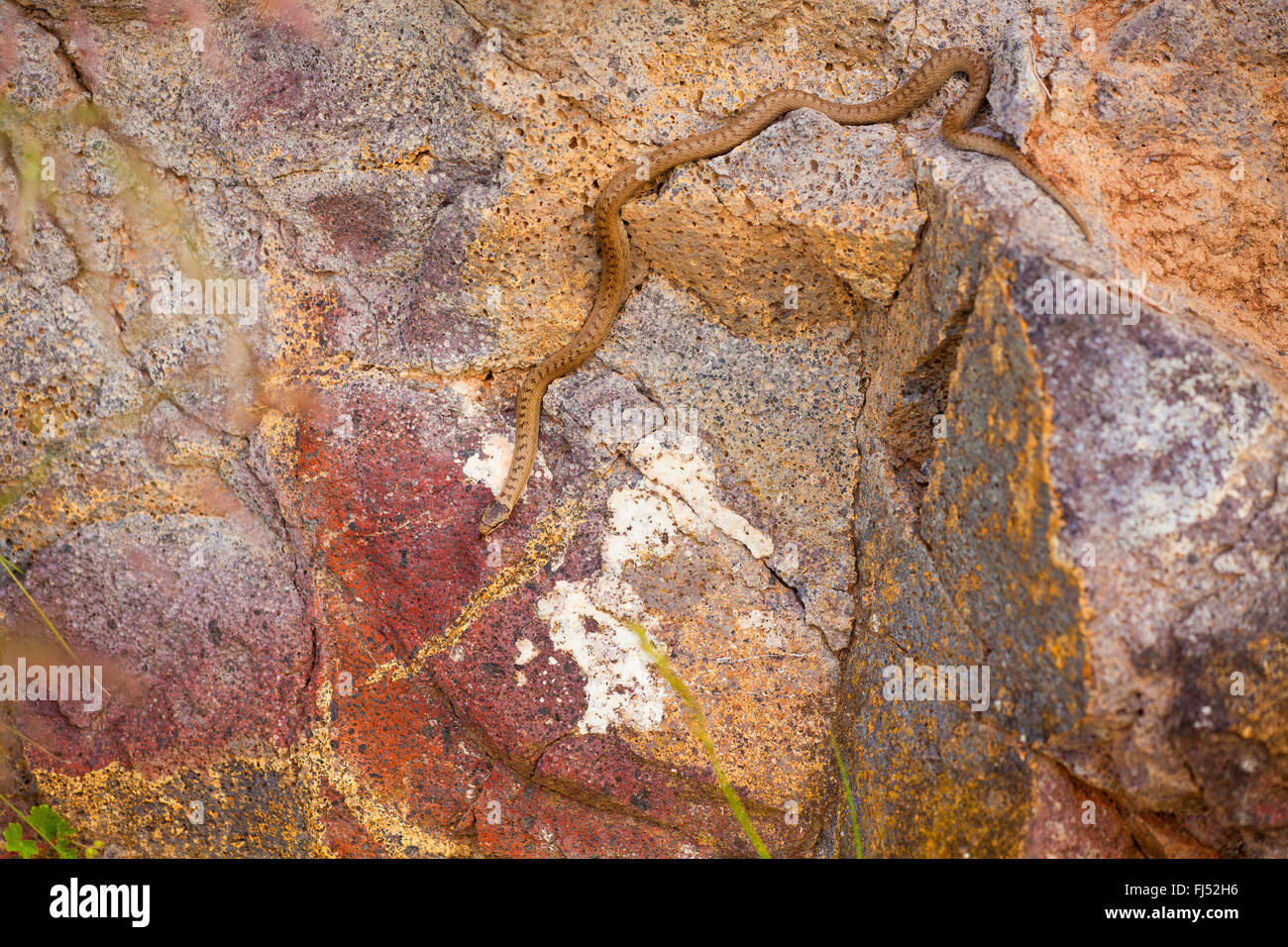 smooth snake (Coronella austriaca), creeps over a rock, Germany, Baden ...