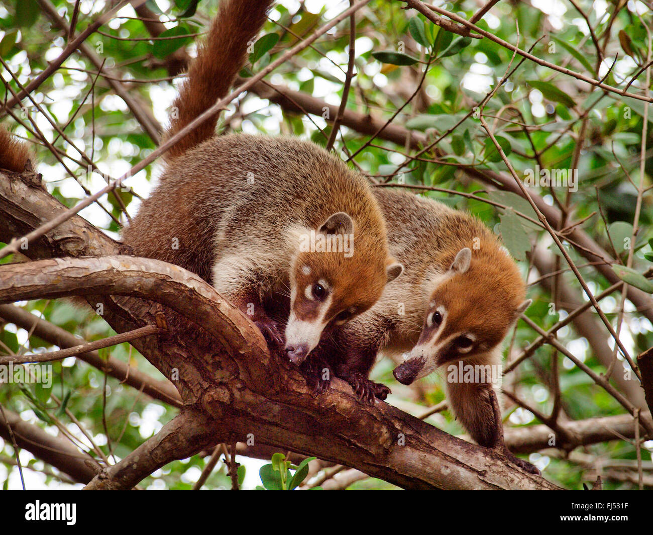 Two coatis nasua nasua hi-res stock photography and images - Alamy