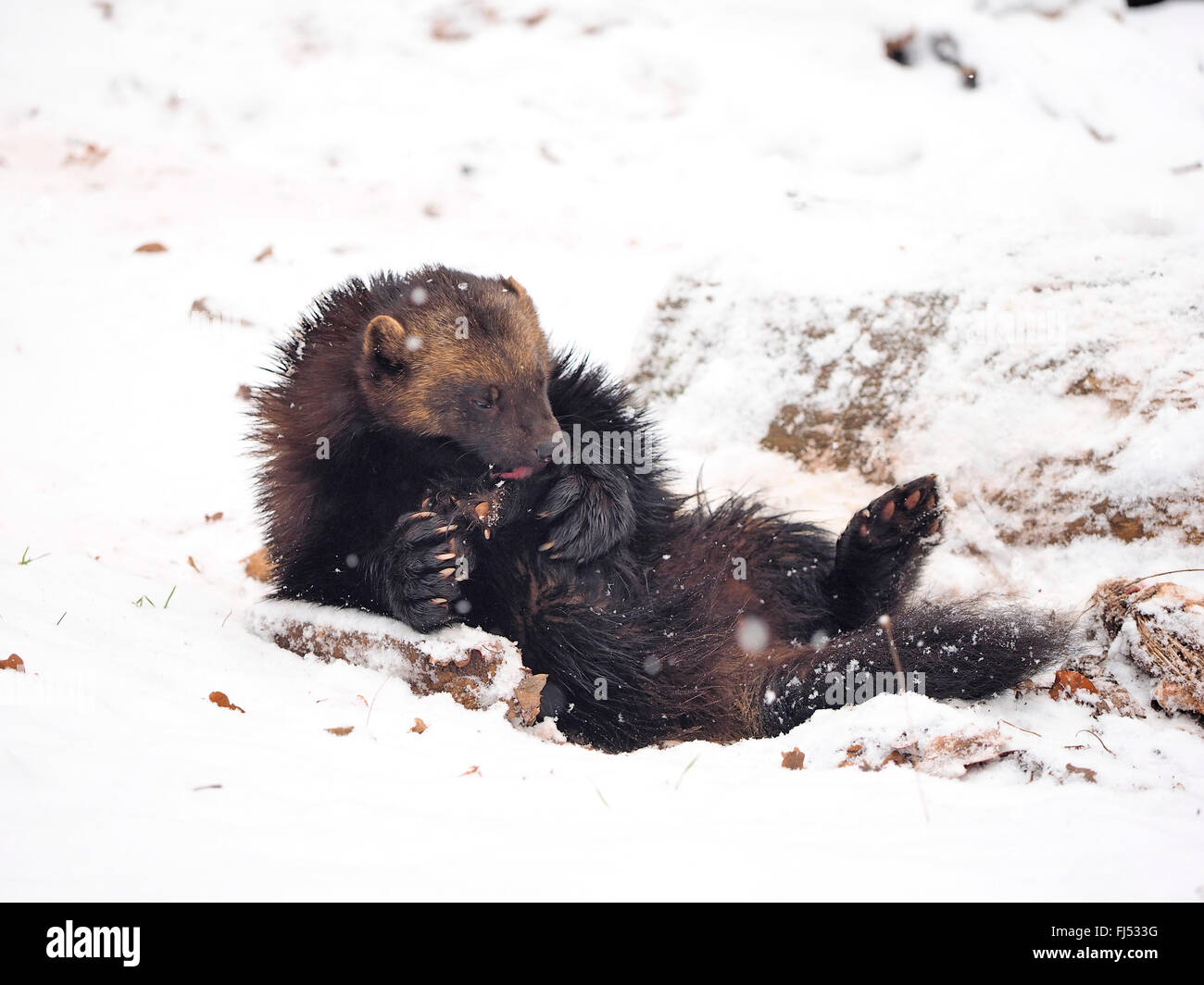 Wolverine animal with prey hi-res stock photography and images - Alamy